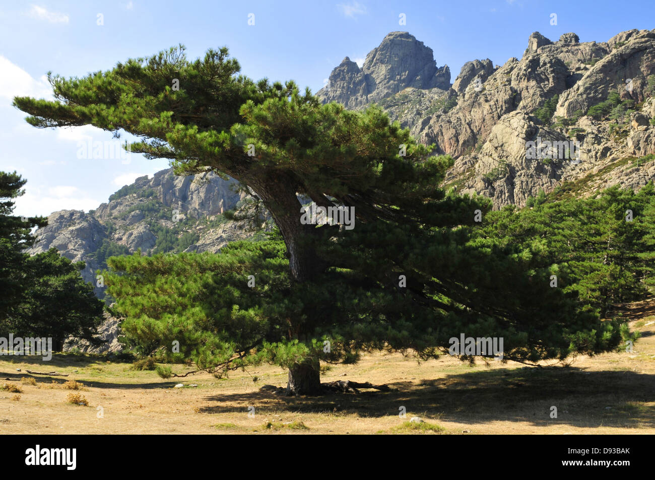 Pin de Corse, Pinus nigra laricio, Col de Bavella, Région de l'Alta ...