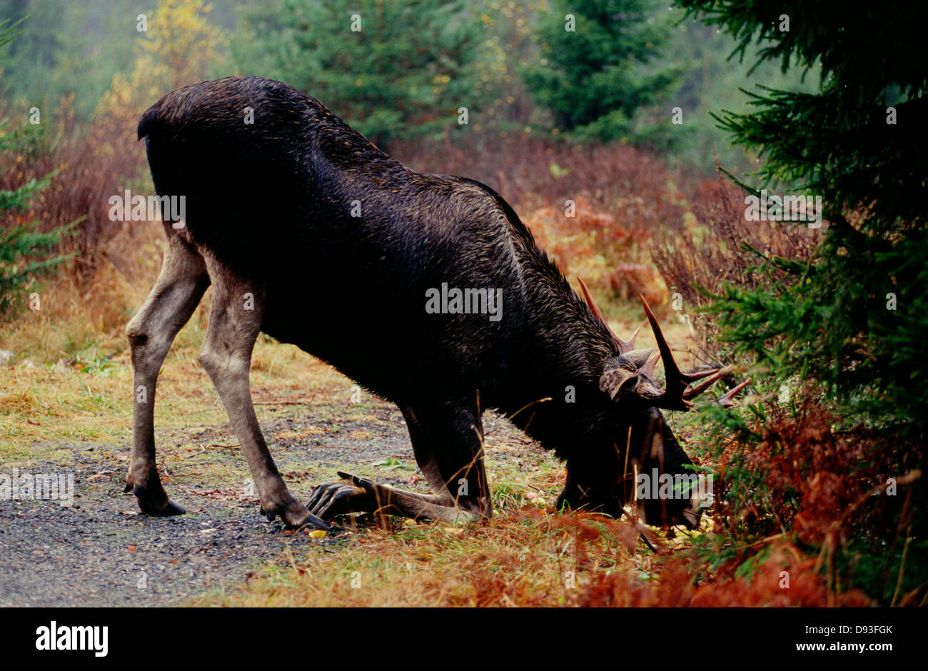 Genou animal Banque de photographies et d’images à haute résolution - Alamy