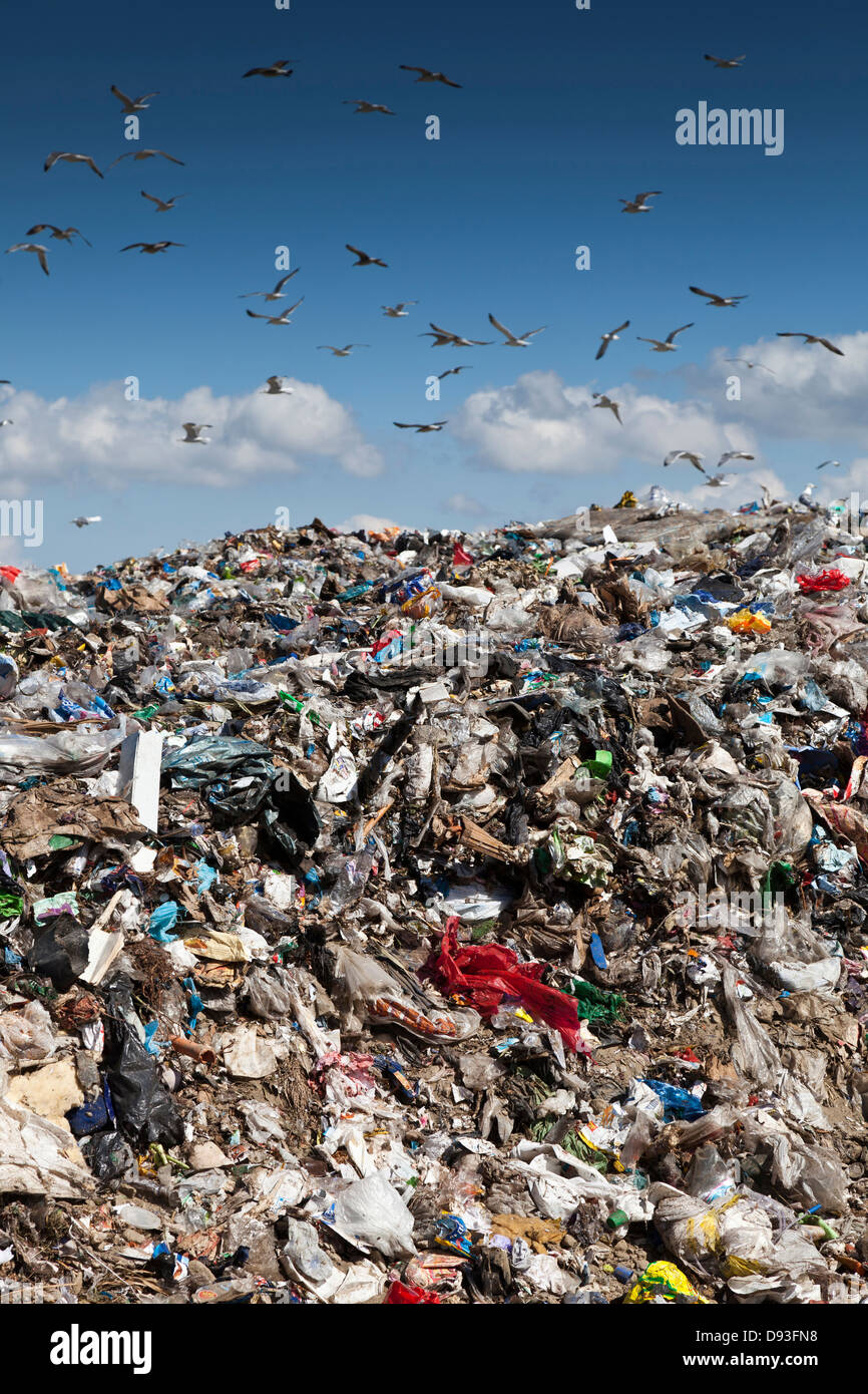 Landfill bird Banque de photographies et d’images à haute résolution ...