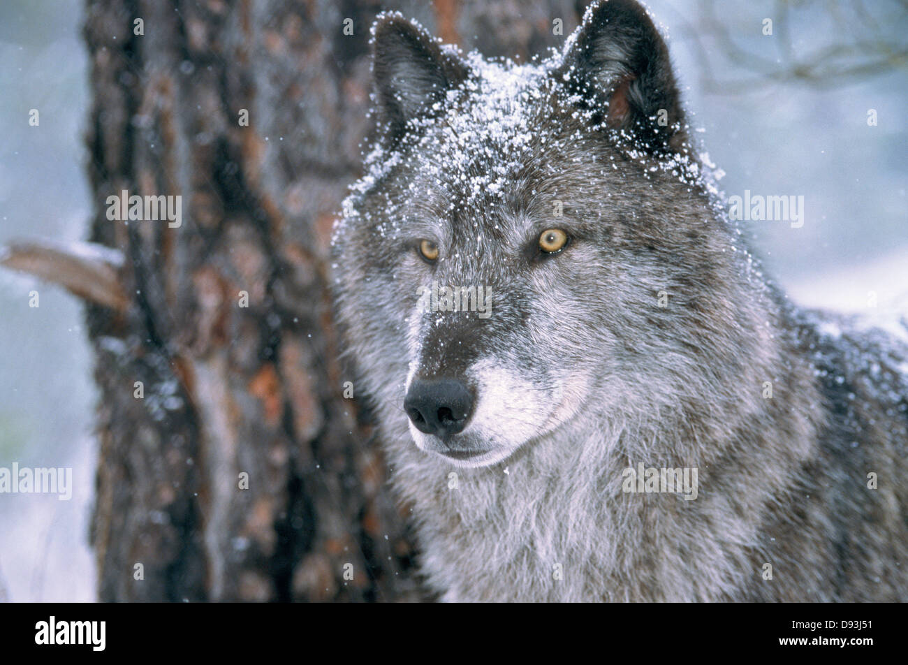 Loup dans la foret Banque de photographies et d’images à haute ...