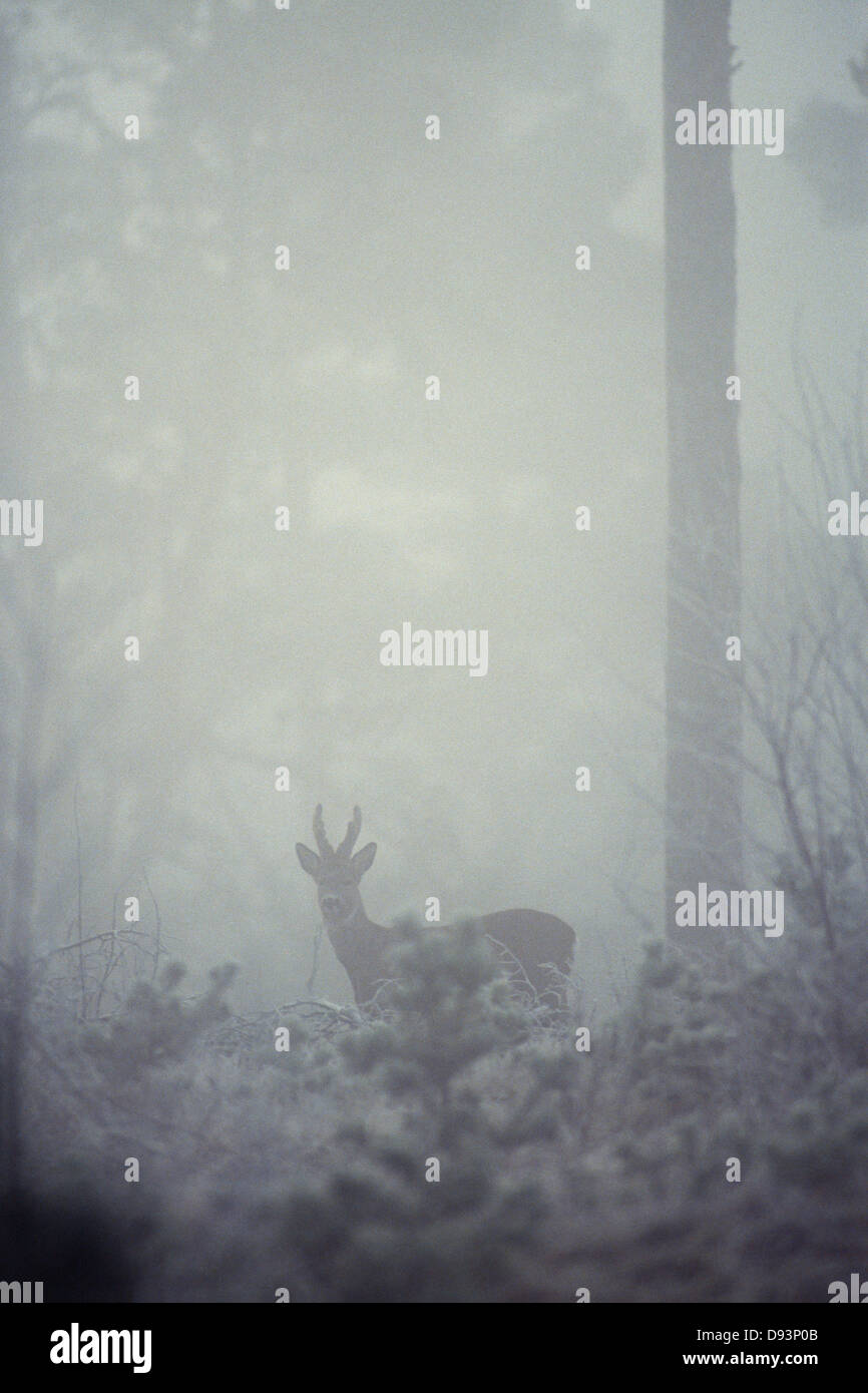 Chevreuil dans la forêt Banque de photographies et d’images à haute ...