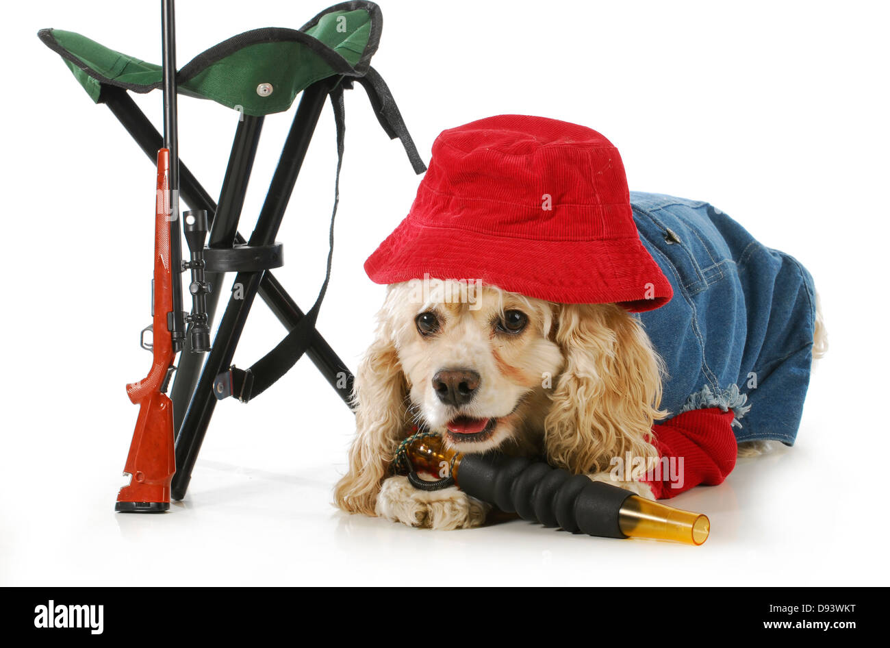 Chien de chasse cocker américain habillé comme un chien de chasse isolé ...
