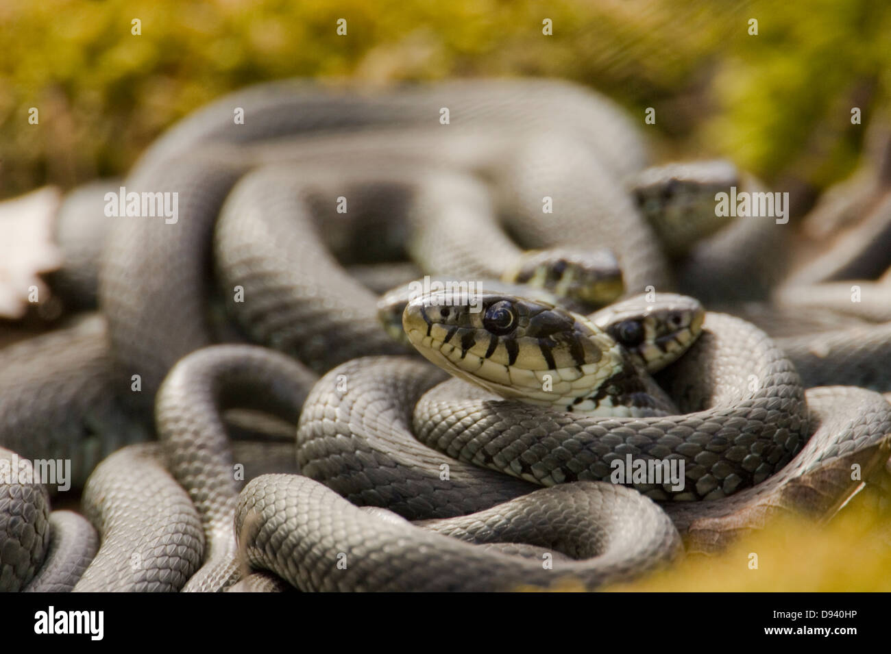 Accouplement serpents Banque de photographies et d’images à haute ...