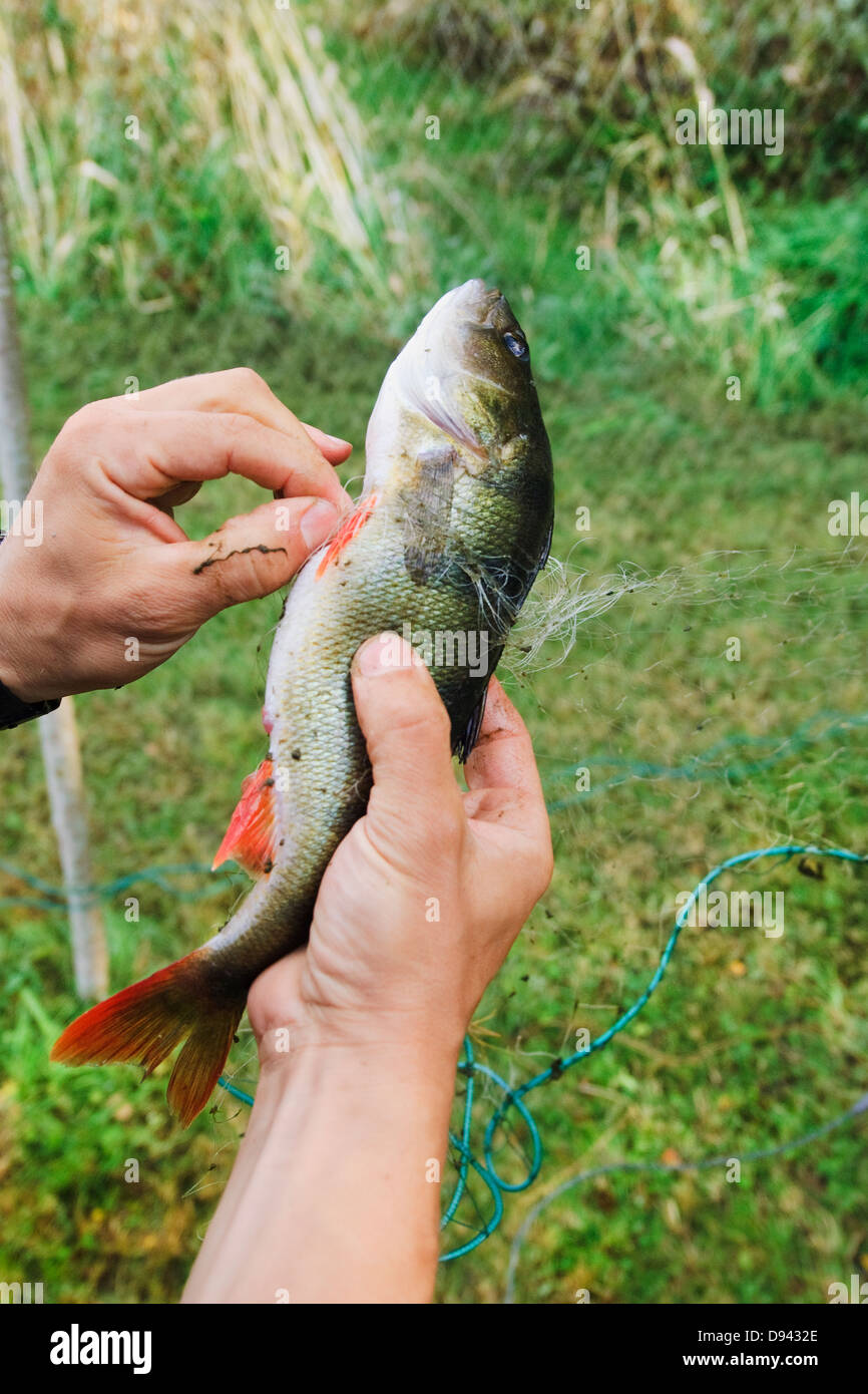 Poisson perche Banque de photographies et d’images à haute résolution ...