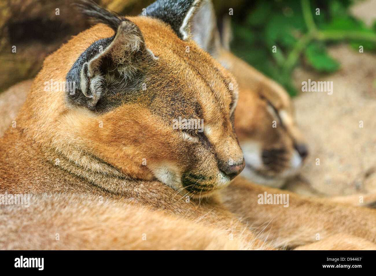 Chat caracal Banque de photographies et d’images à haute résolution - Alamy