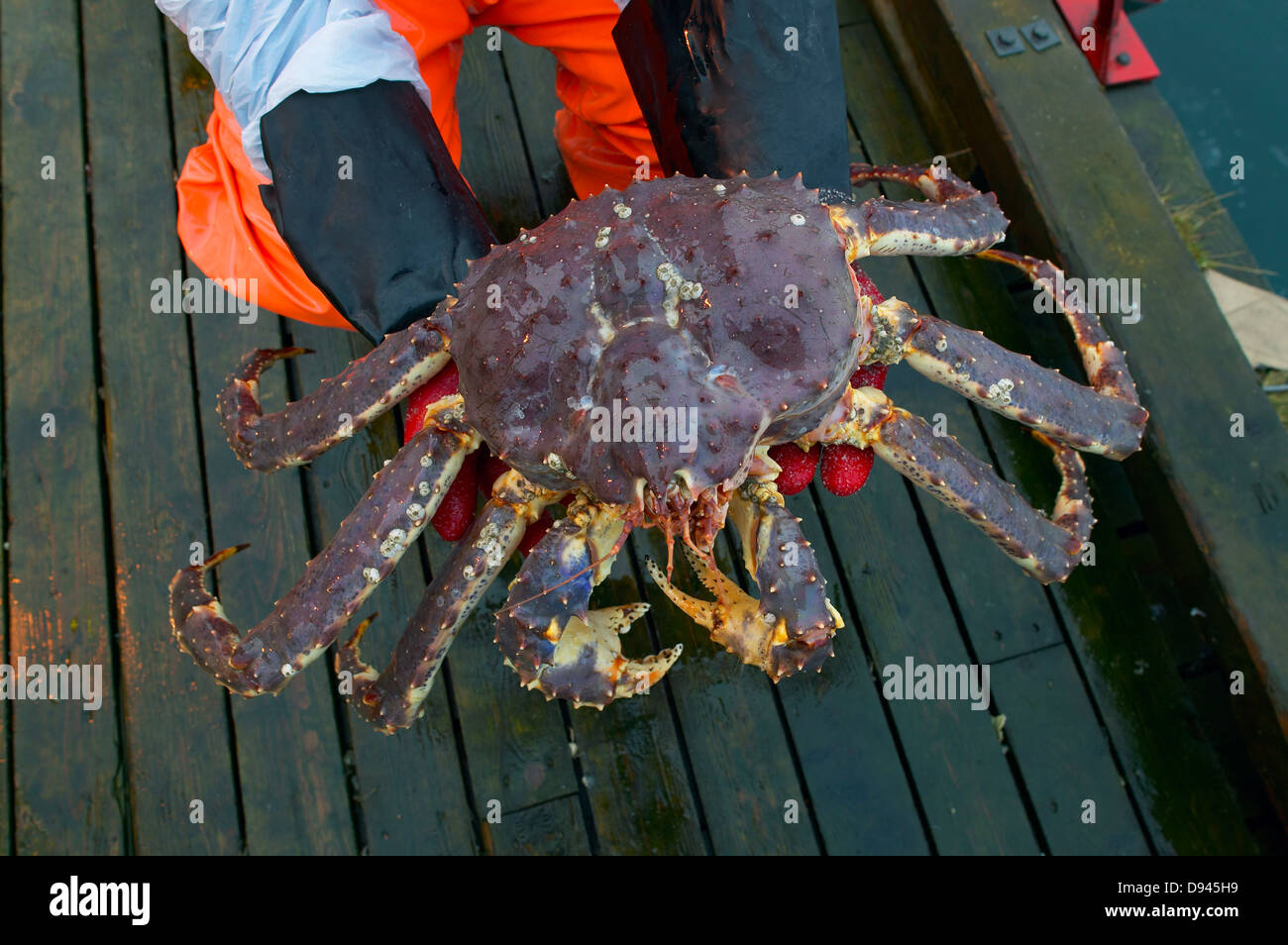 Norway king crab Banque de photographies et d’images à haute résolution ...