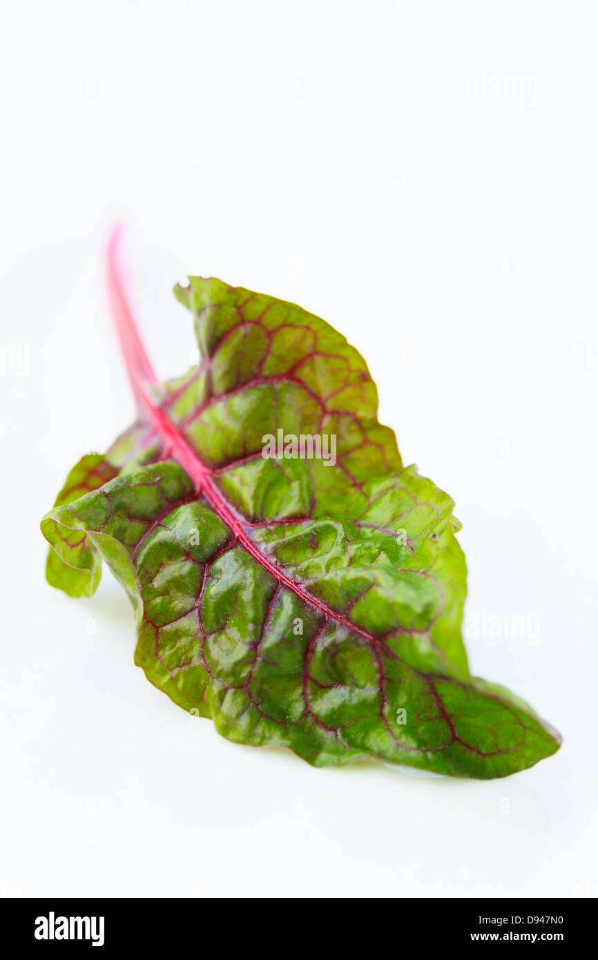 Feuille de blette Banque de photographies et d’images à haute ...