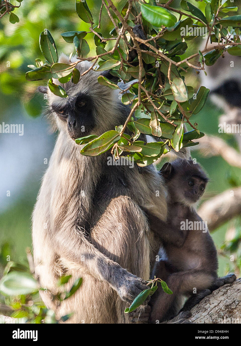 Hanuman langur avec jeune Banque de photographies et d’images à haute ...