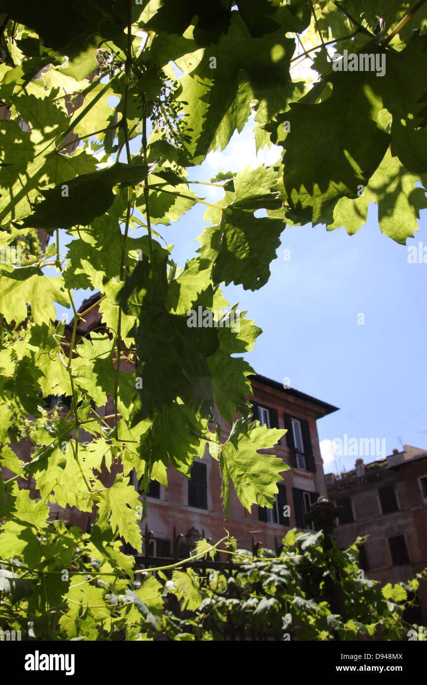 Vine arbre qui pousse dans Trastevere Rome Italie Photo Stock - Alamy