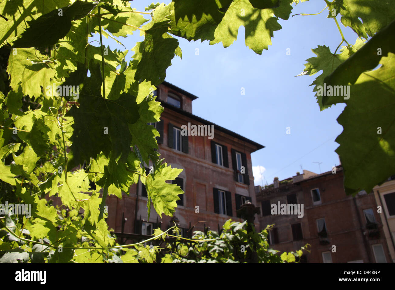 Vine arbre qui pousse dans Trastevere Rome Italie Photo Stock - Alamy