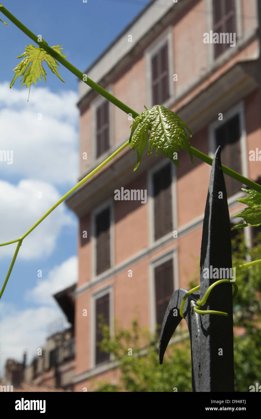 Vine arbre qui pousse dans Trastevere Rome Italie Photo Stock - Alamy