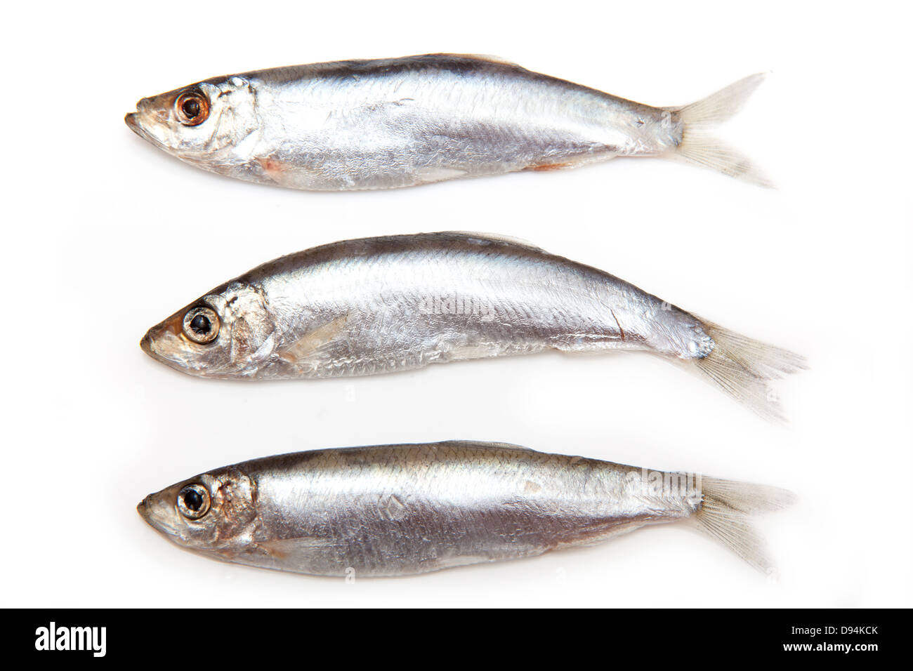 Poissons gras Banque de photographies et d’images à haute résolution ...