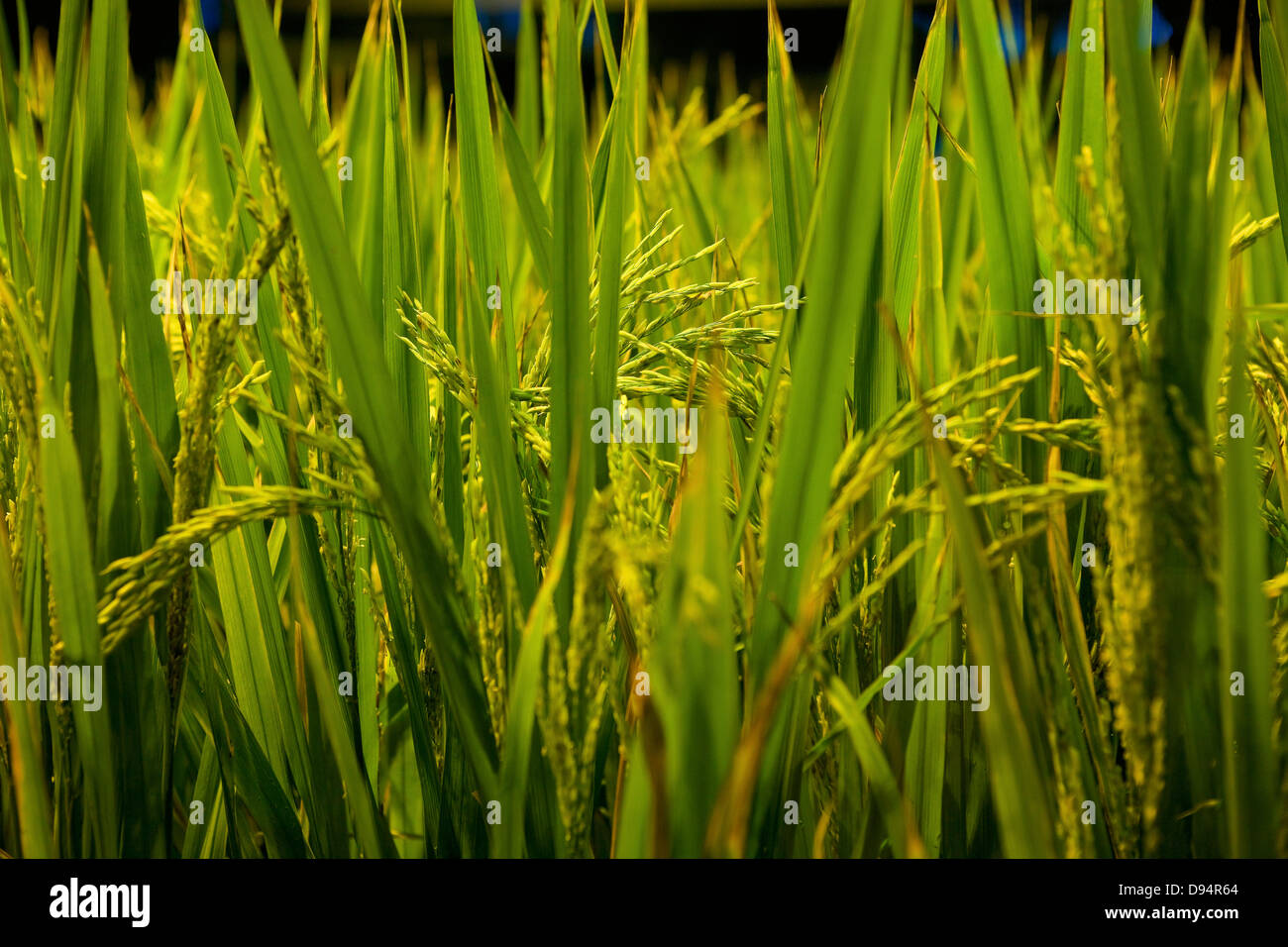 Plants de riz Banque de photographies et d’images à haute résolution ...
