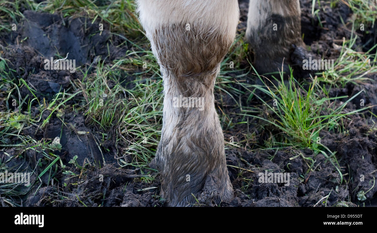 Voir les pieds des vaches Banque de photographies et d’images à haute ...