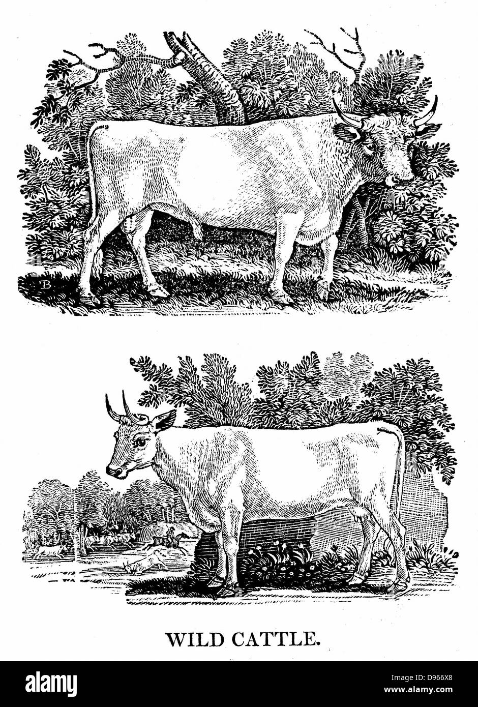 Race de vache anglaise Banque d'images noir et blanc - Alamy