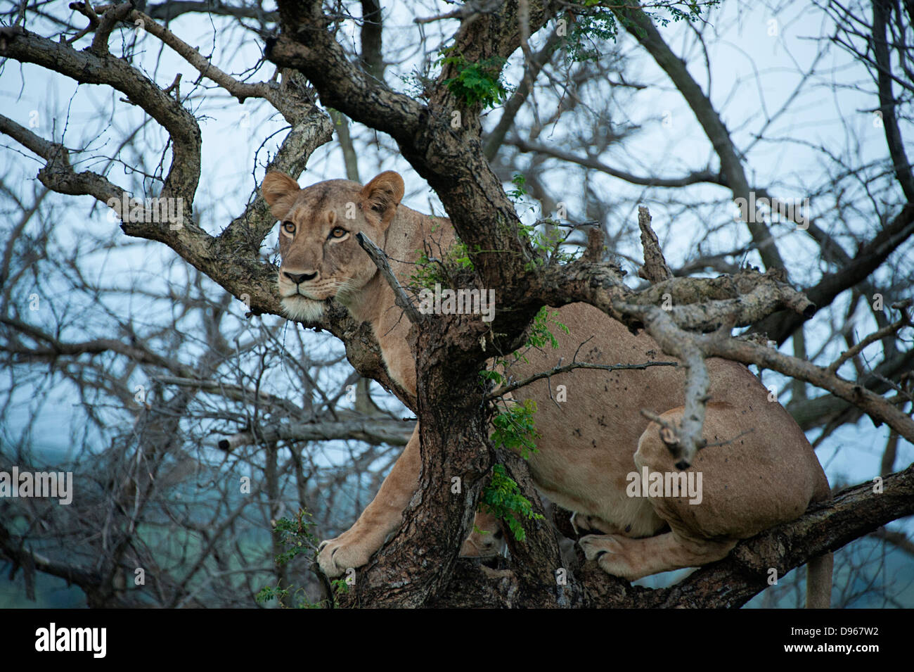 Arbre lion Banque de photographies et d’images à haute résolution - Alamy