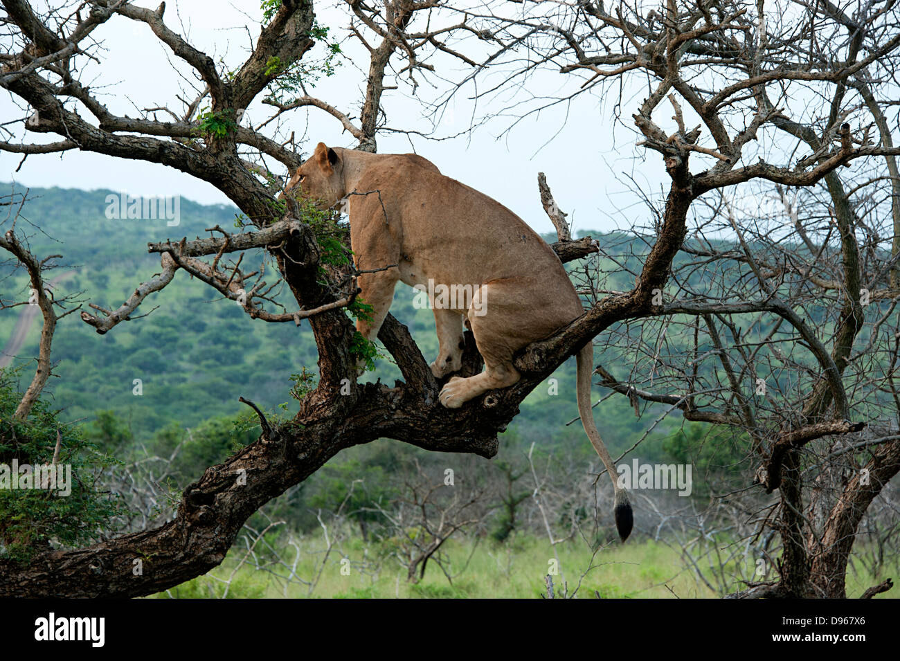 Arbre à lions Banque de photographies et d’images à haute résolution ...
