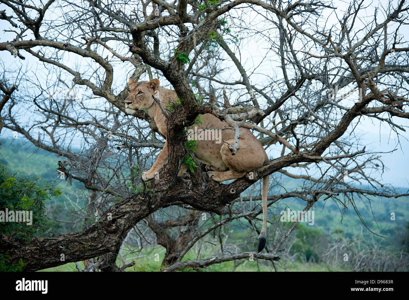Arbre à lions Banque de photographies et d’images à haute résolution ...