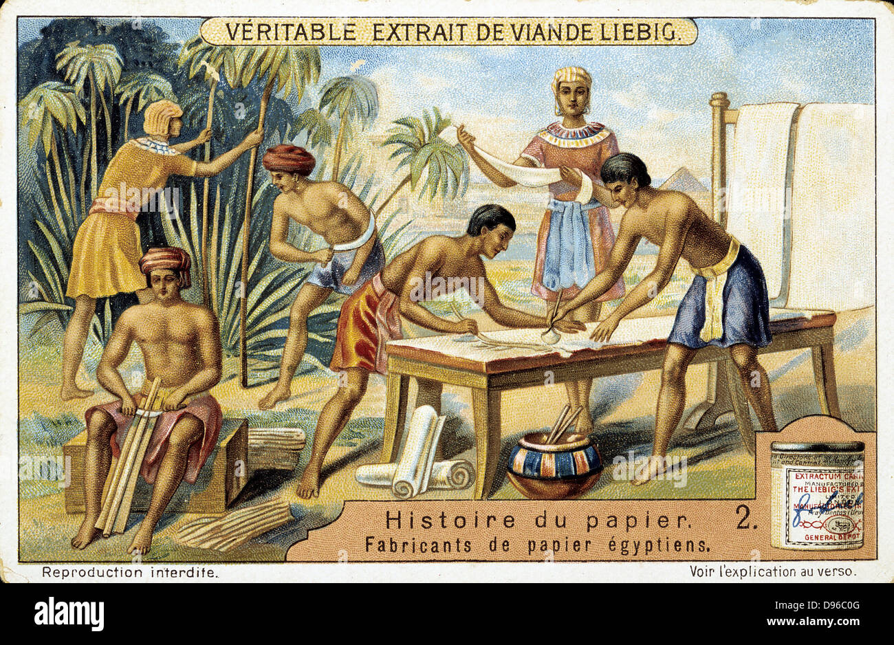 Papier ou papyrus cyperus papyrus Banque de photographies et d’images à ...