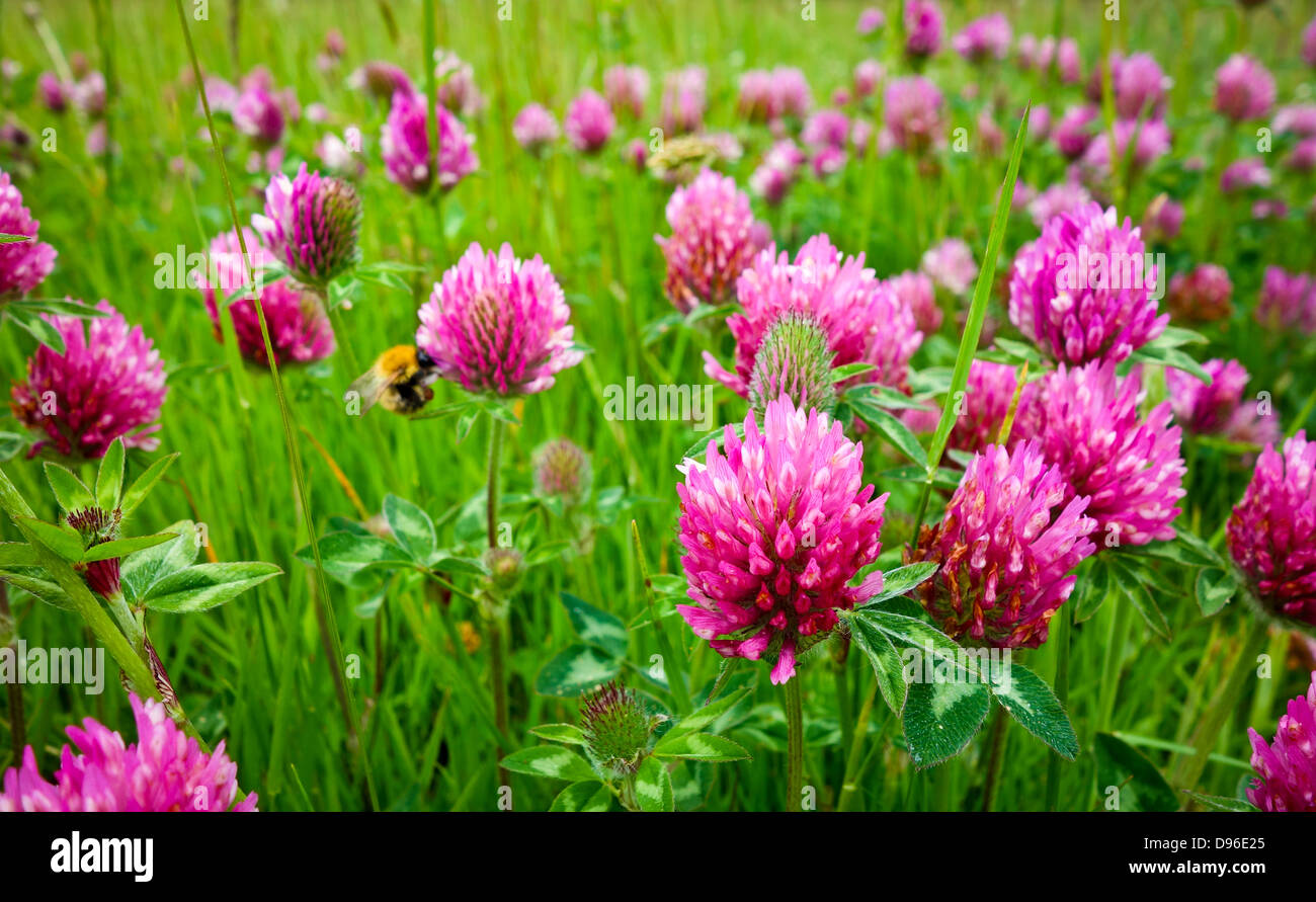 Fleurs de trèfle rouge Trifolium pratense Photo Stock - Alamy