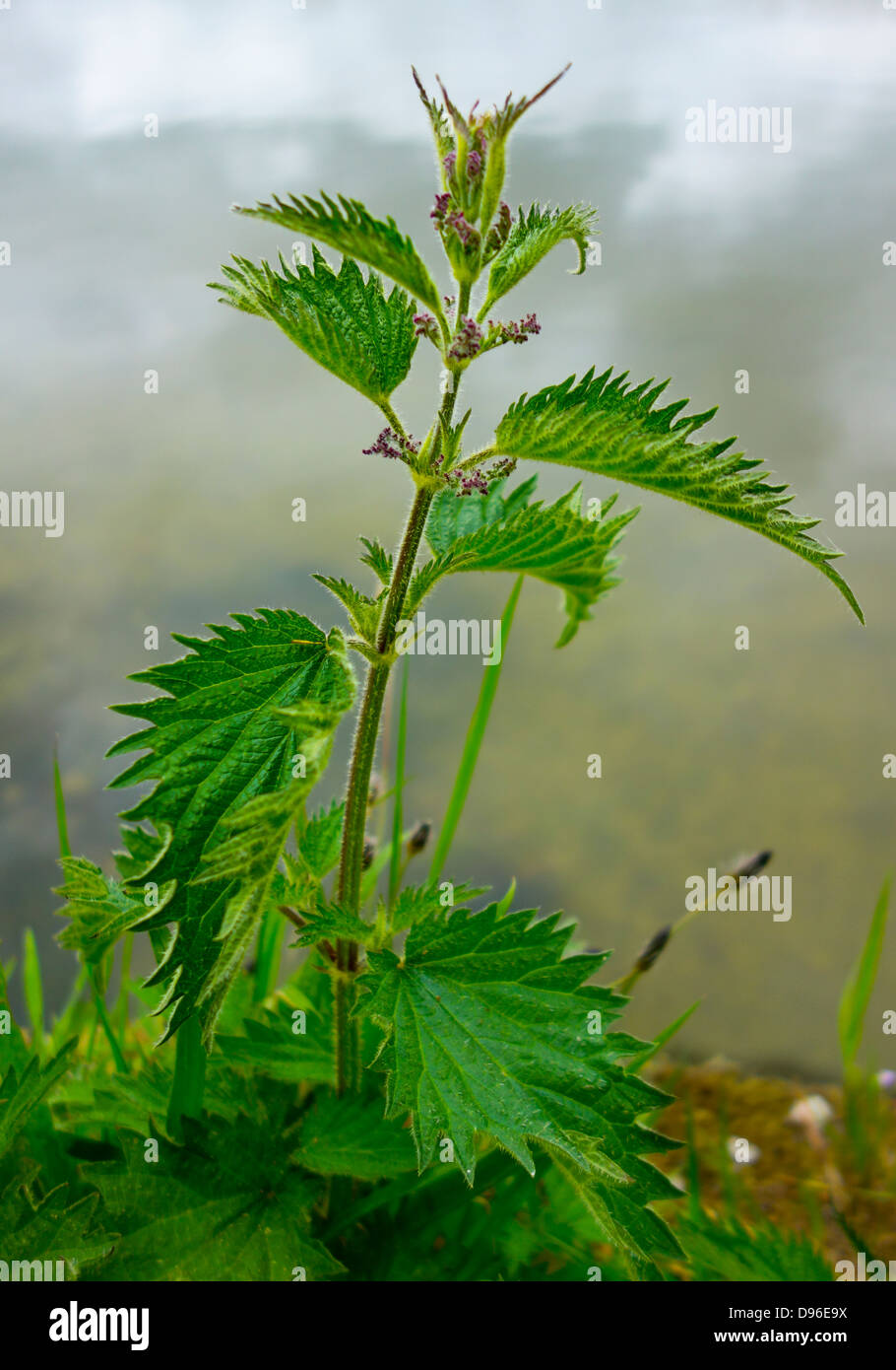 Ortie urtica dioica Banque de photographies et d’images à haute ...