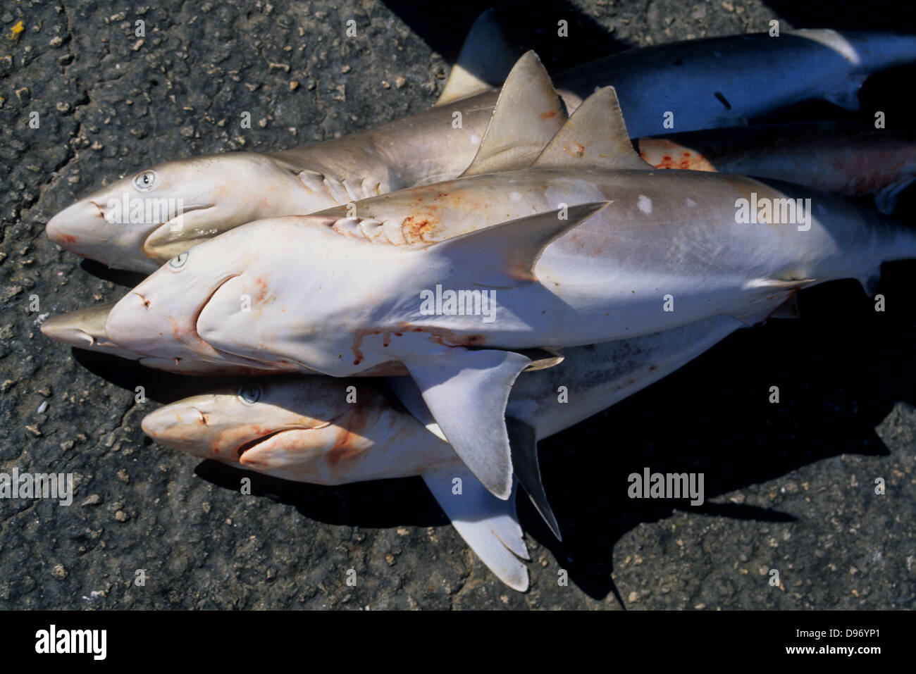 Les requins morts capturés à partir d'un bateau de pêche de location en ...
