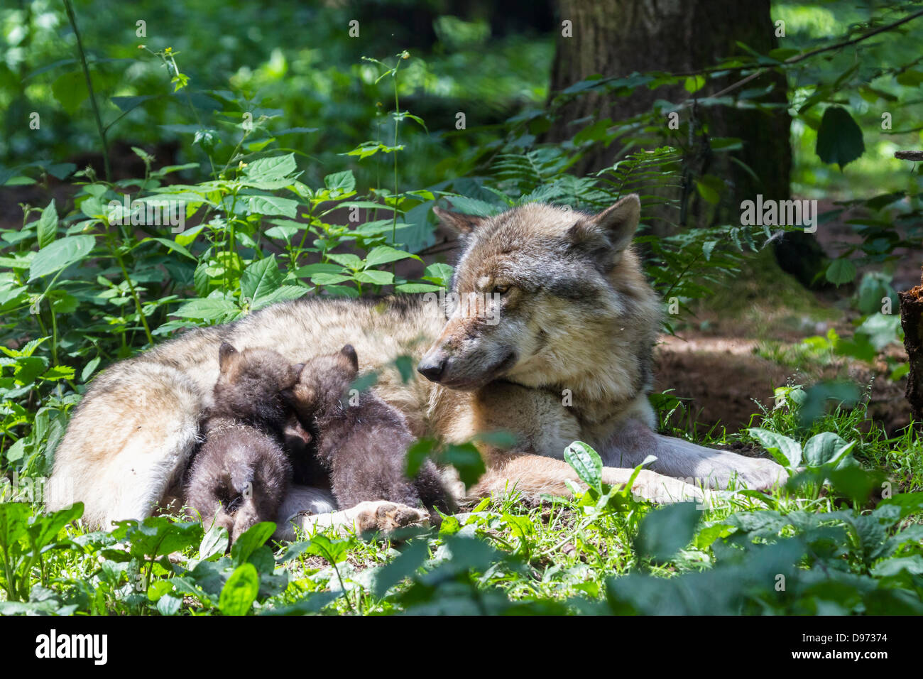 Loup gris allaite ses chiots Banque de photographies et d’images à ...