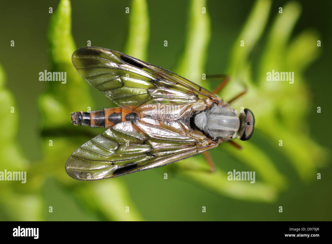 Snipe fly uk Banque de photographies et d’images à haute résolution - Alamy