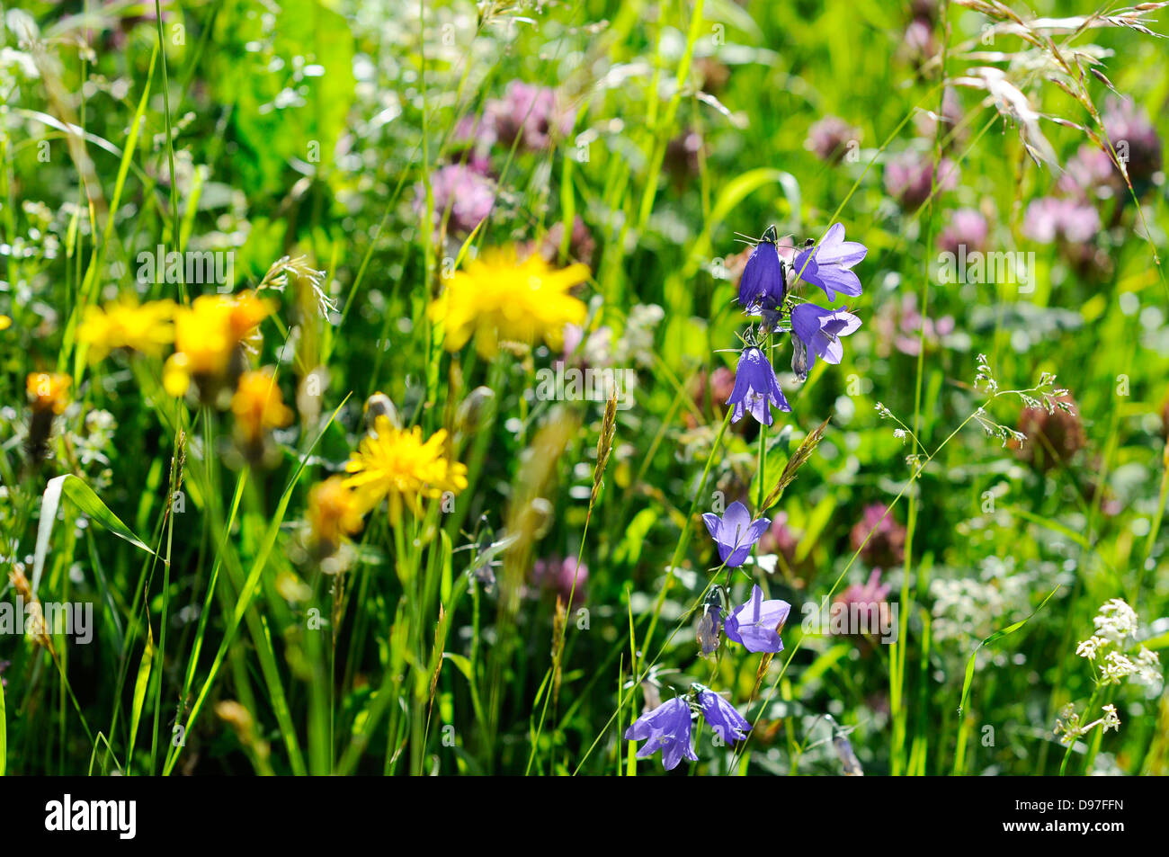 Fleurs de prairie Banque de photographies et d’images à haute ...