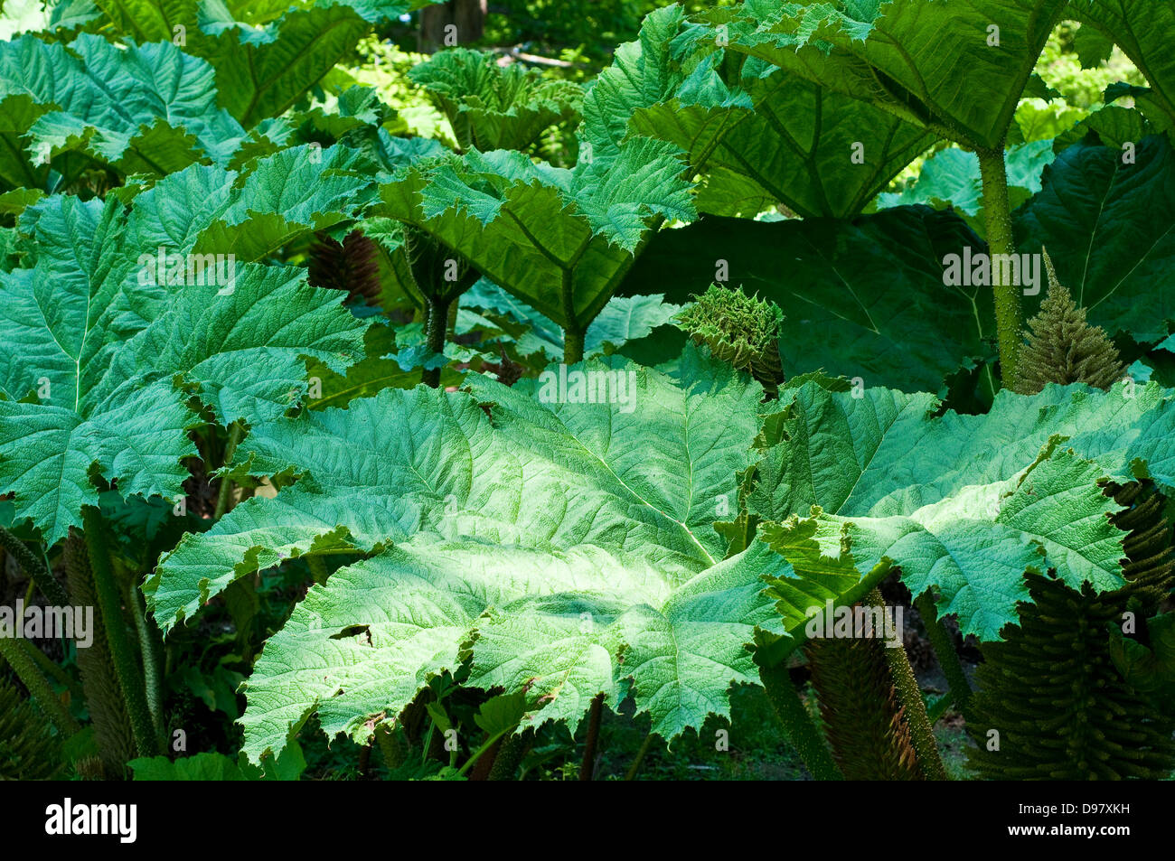 Gunnera manicata leaf Banque de photographies et d’images à haute ...