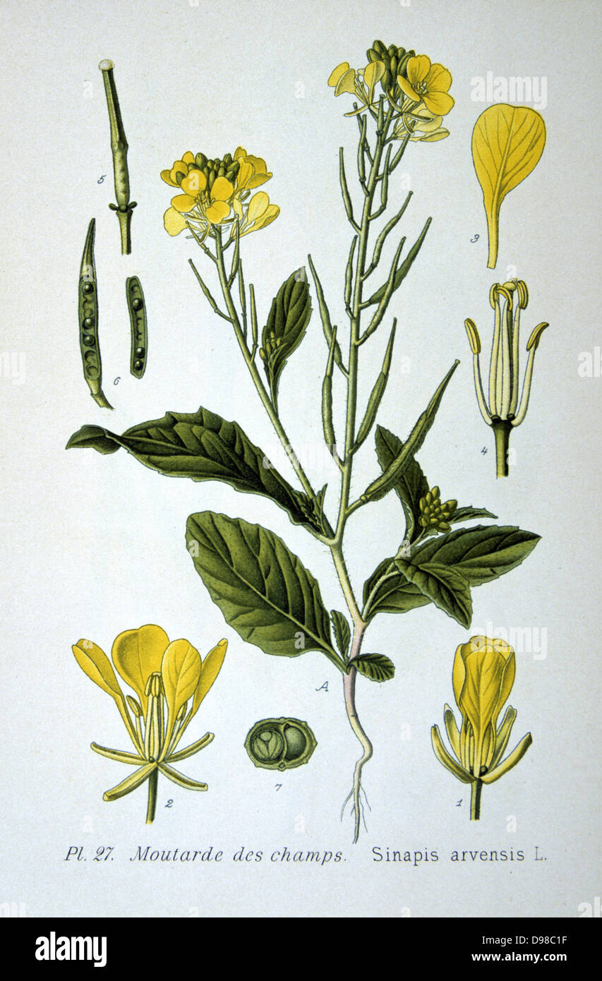 Brassica arvensis Banque de photographies et d’images à haute ...