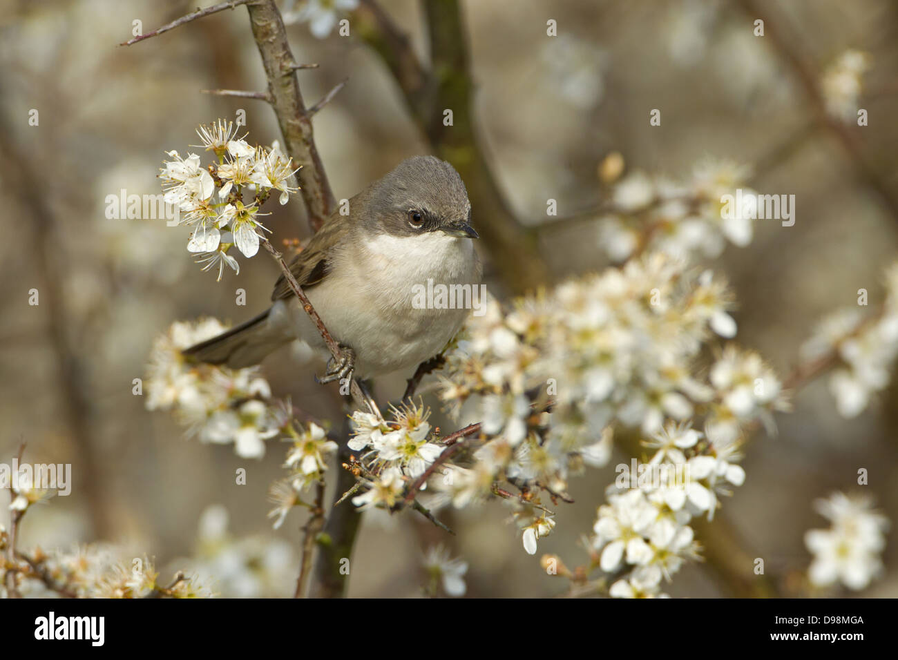 Sylvia curruca curruca Banque de photographies et d’images à haute résolution - Alamy