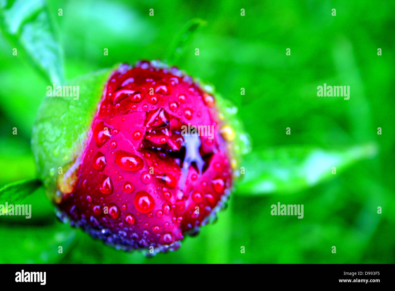 Ben phillips Banque de photographies et d’images à haute résolution - Alamy