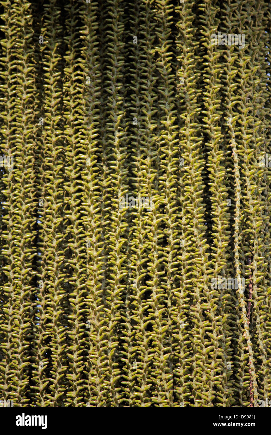 Queue de poisson fleur de palmier Banque de photographies et d’images à ...