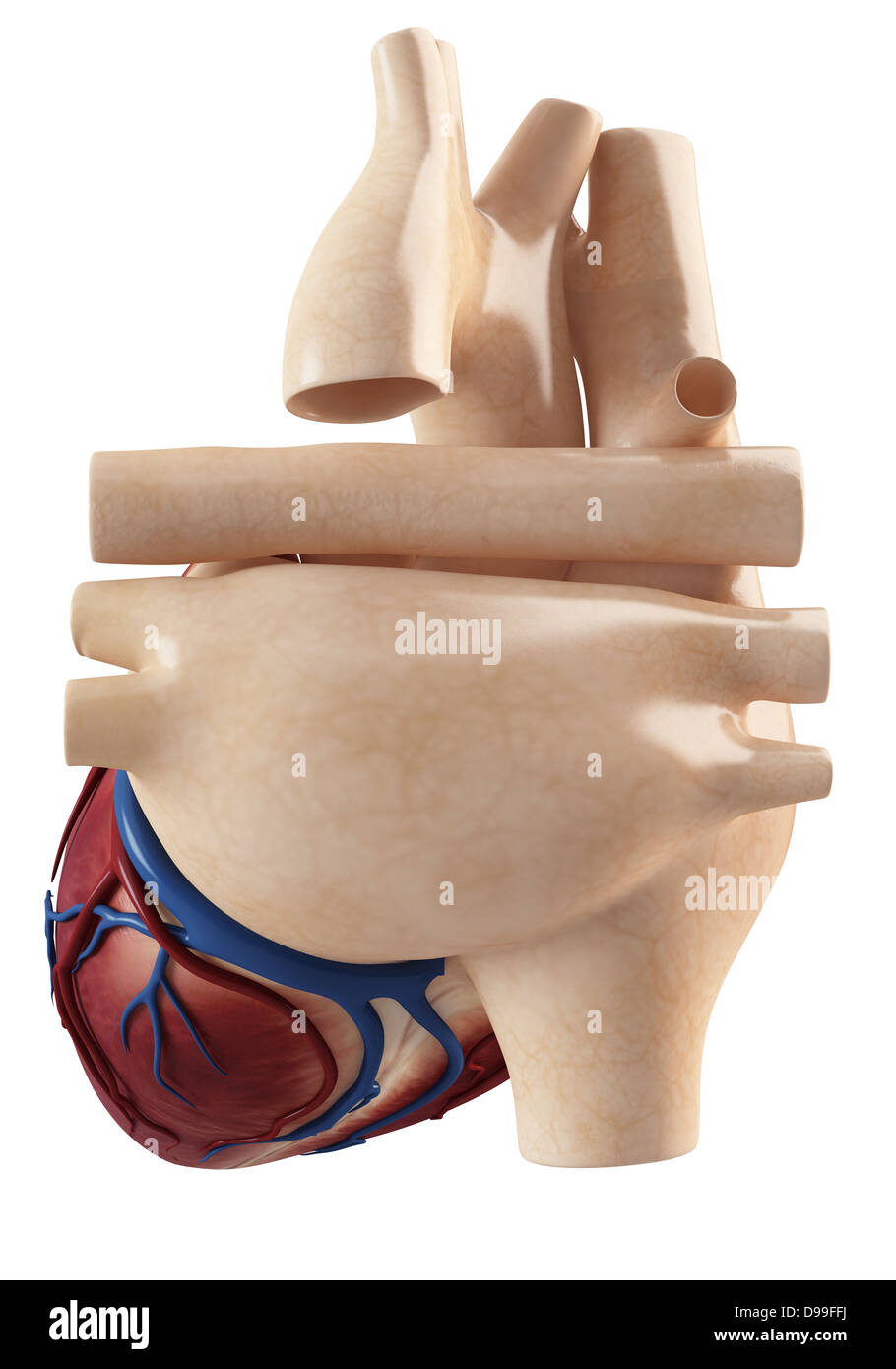 Anatomie du coeur Banque de photographies et d’images à haute ...