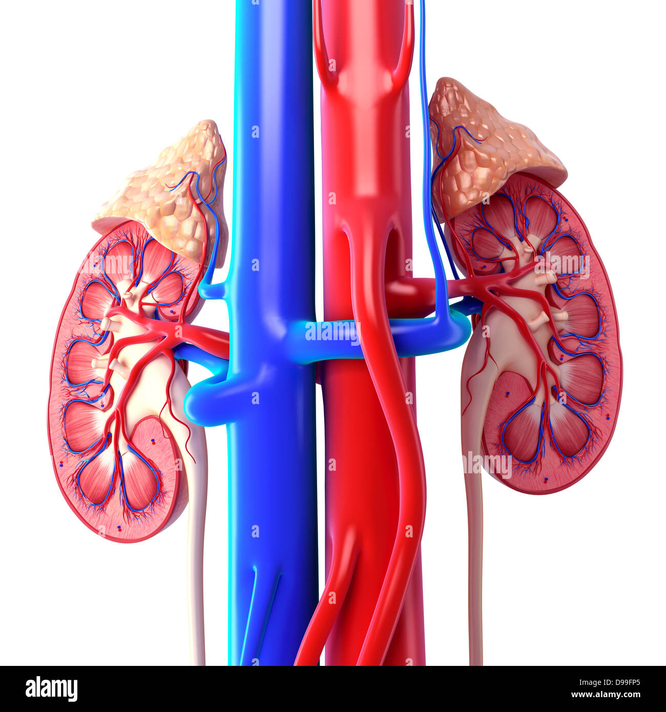 Anatomie du rein vue intérieure sous une forme différente Photo Stock ...
