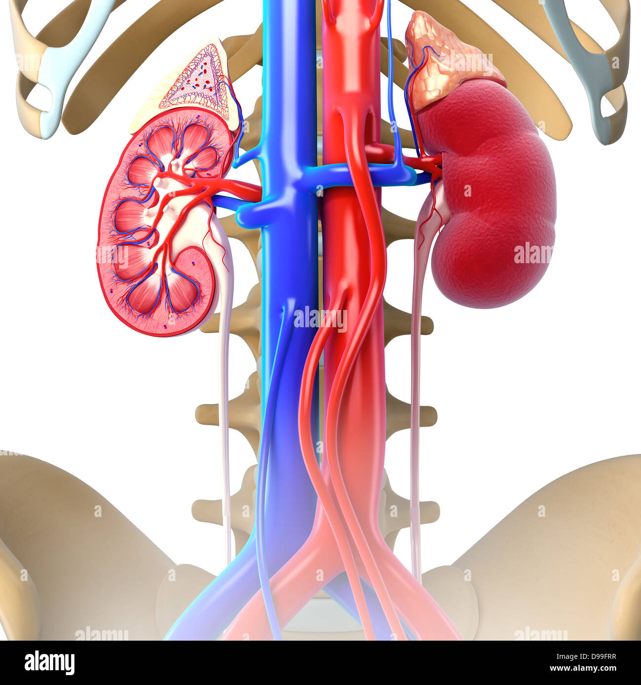 Anatomie du rein vue intérieure sous une forme différente Photo Stock ...