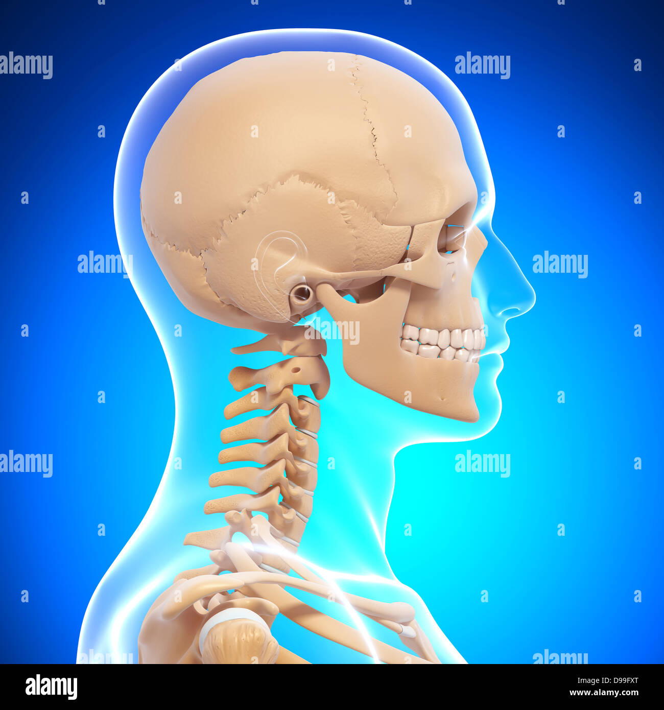 Anatomie du squelette de la tête humaine Photo Stock - Alamy