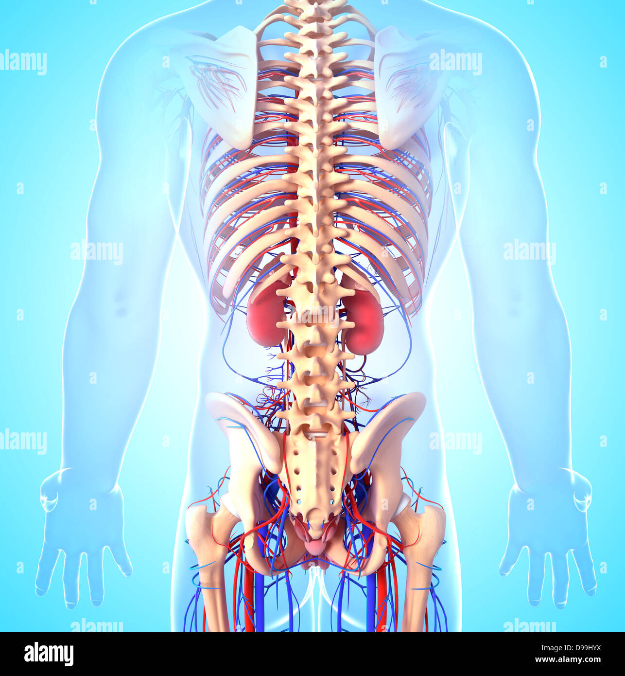 Anatomie du système urinaire masculin Photo Stock - Alamy