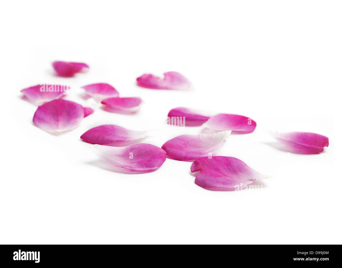 Pétales de roses Banque de photographies et d’images à haute résolution ...