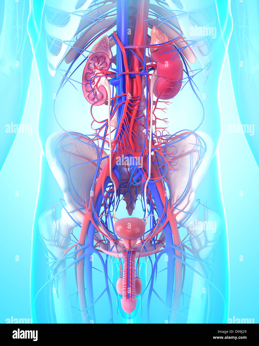 Anatomie du rein vue intérieure sous une forme différente Photo Stock ...