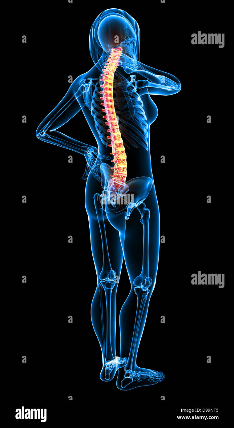 Anatomie du dos humain Banque de photographies et d’images à haute ...