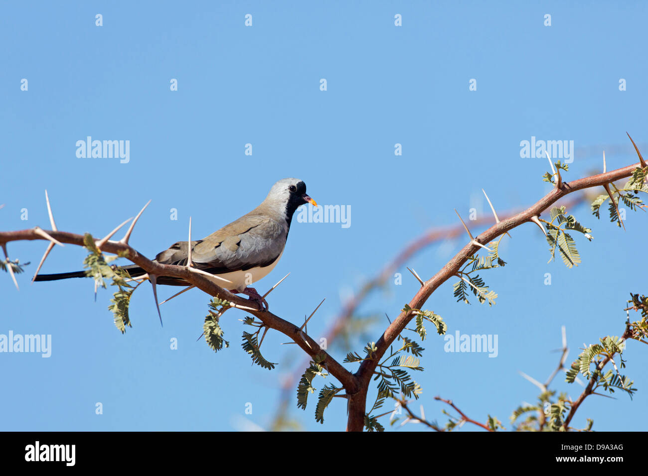 Oena capensis capensis Banque de photographies et d’images à haute ...