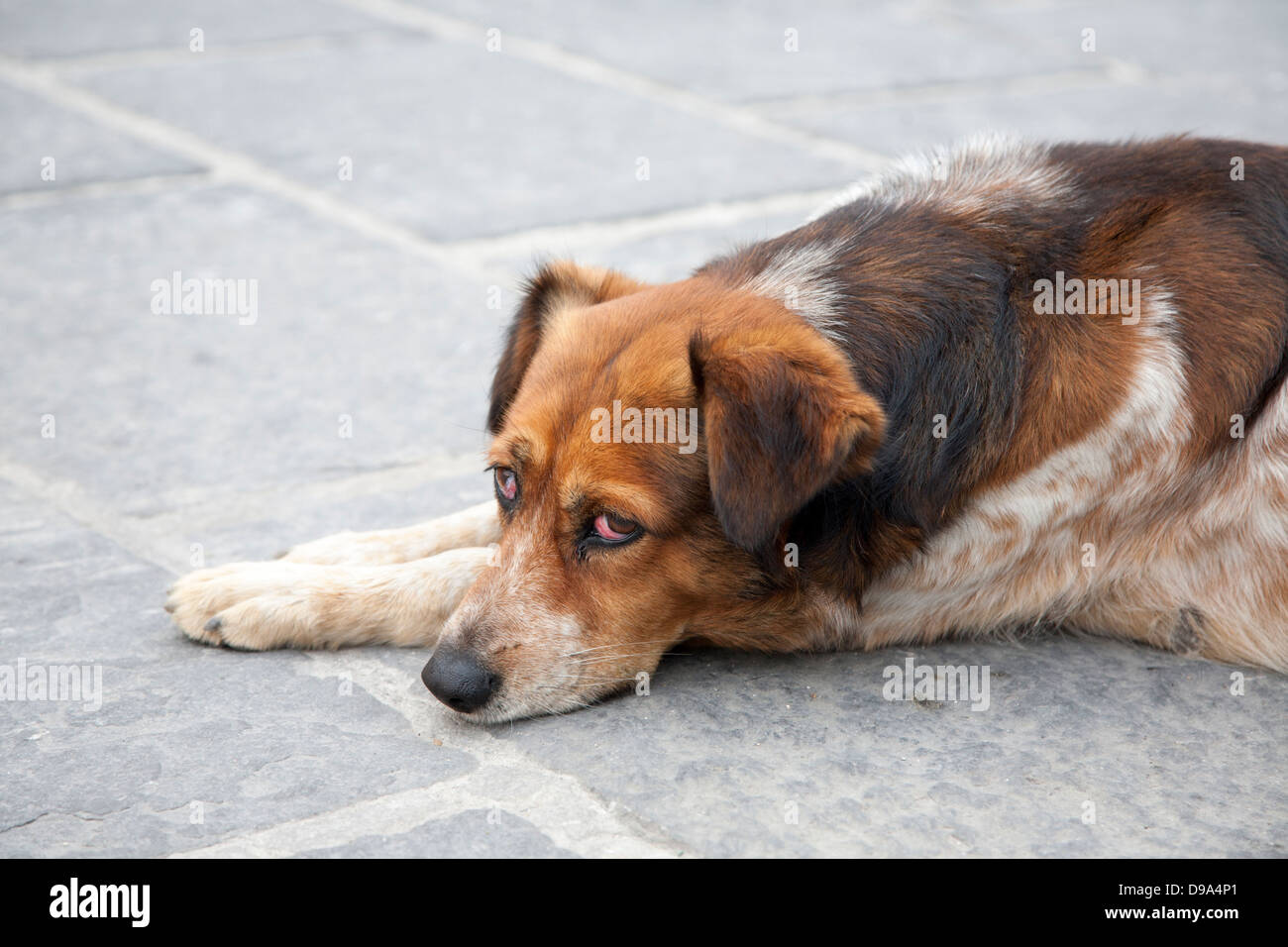 Yeux rouges enflammés Banque de photographies et d’images à haute ...