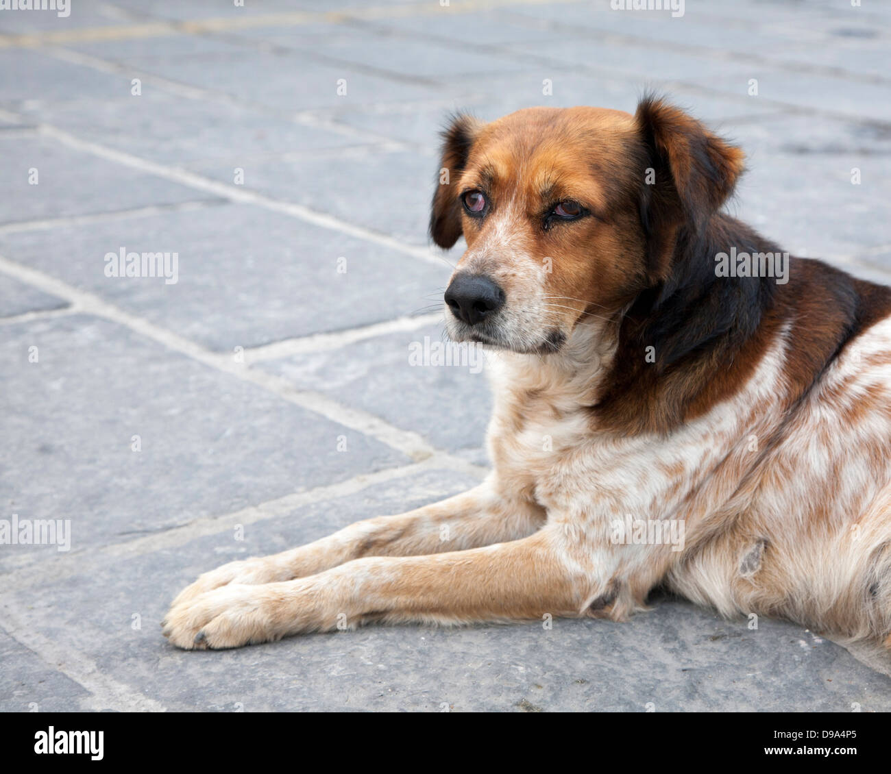 Yeux rouges enflammés Banque de photographies et d’images à haute ...