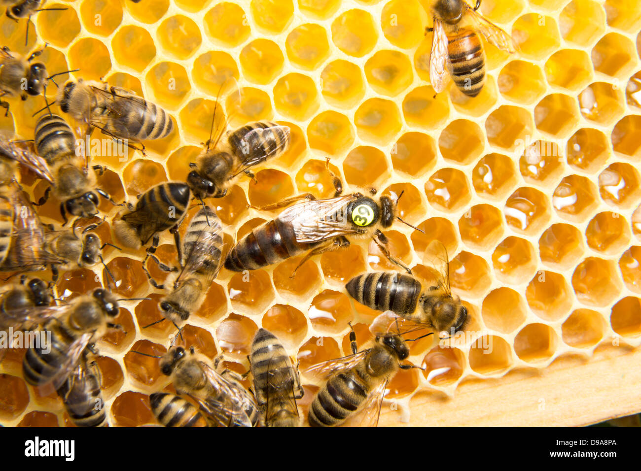 Reine des abeilles dans une ruche en ponte appuyée par les abeilles ...
