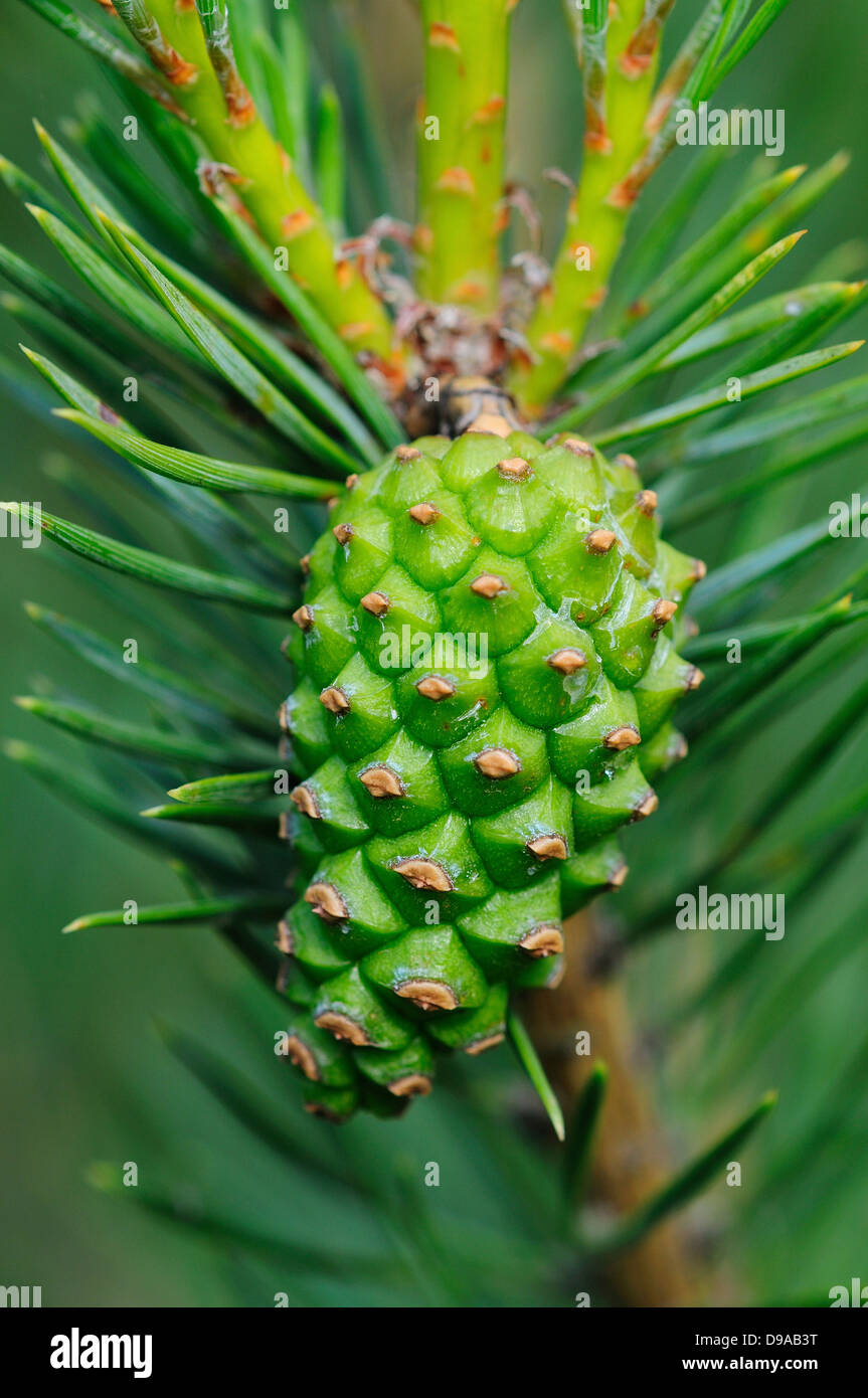 Seed cone Banque de photographies et d’images à haute résolution - Alamy