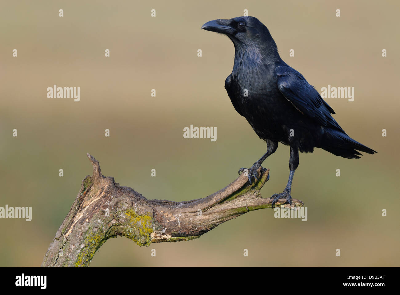 Grand corbeau corvus corax Banque de photographies et d’images à haute ...