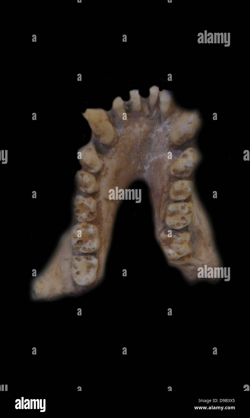 Dryopithecus fontani Banque de photographies et d’images à haute ...