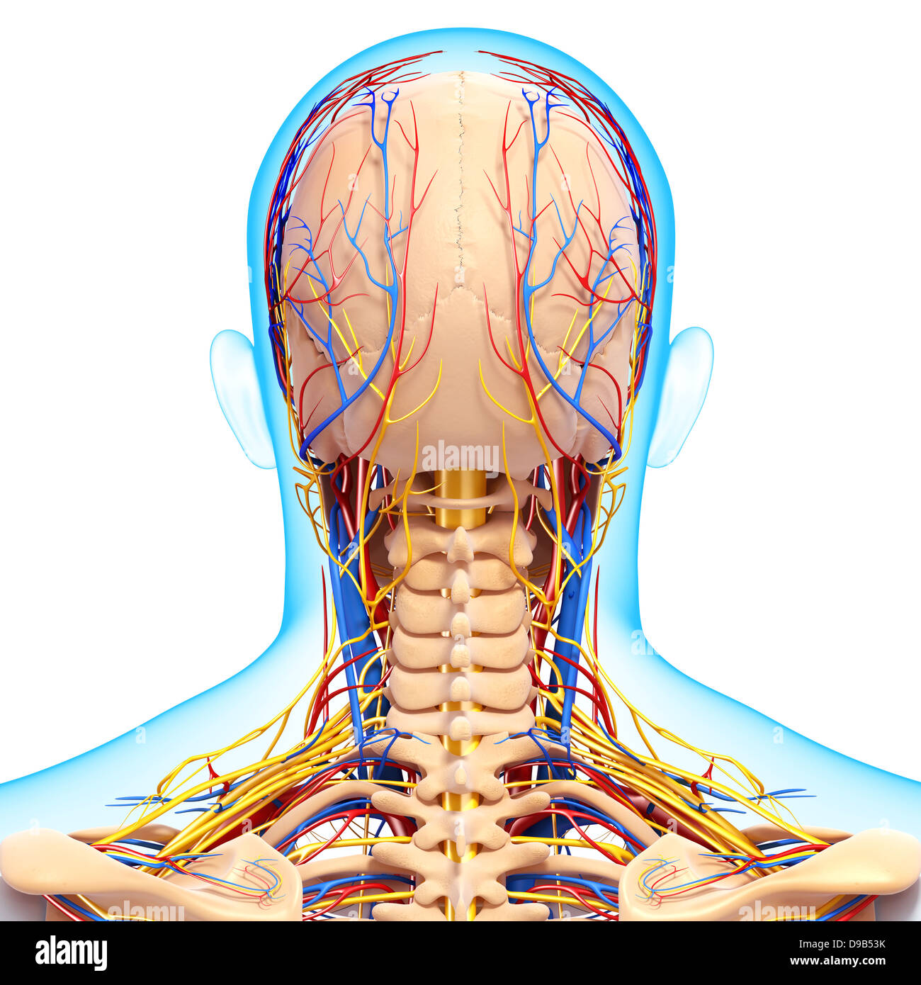 Le système circulatoire de l'anatomie de la tête humaine Photo Stock ...